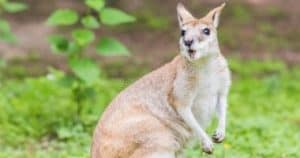 Walabí o Ualabí - Marsupial